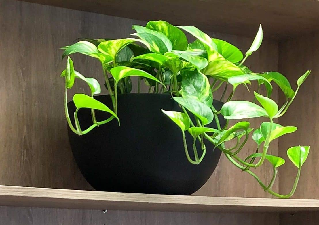 5 Best Indoor Plants for High-Light Areas | The Plant Man