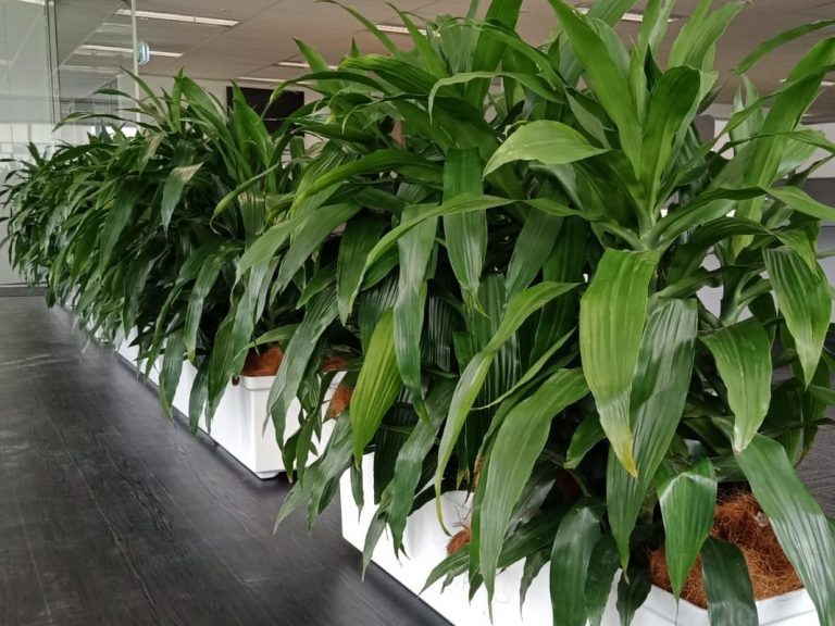 How Plants Can Block Noise And Absorb Sound | The Plant Man