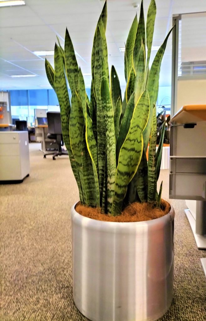 Green Employer: How Office Indoor Plants Help with Sustainability