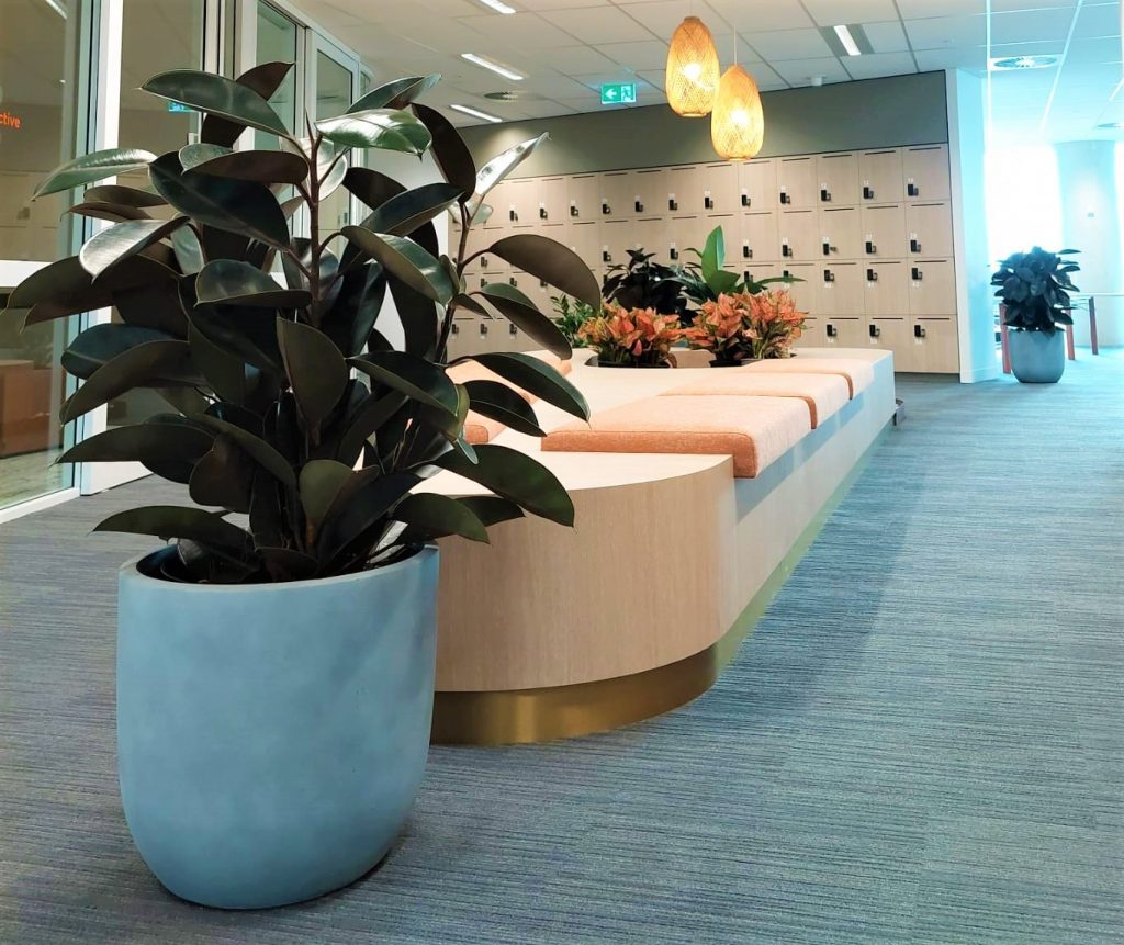 How to Clean Indoor Plant Leaves And Why It's Important