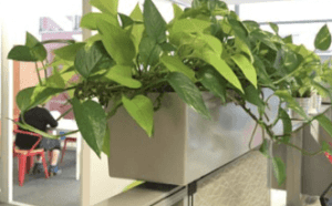 Office Planter Boxes in Sydney Installation | The Plant Man