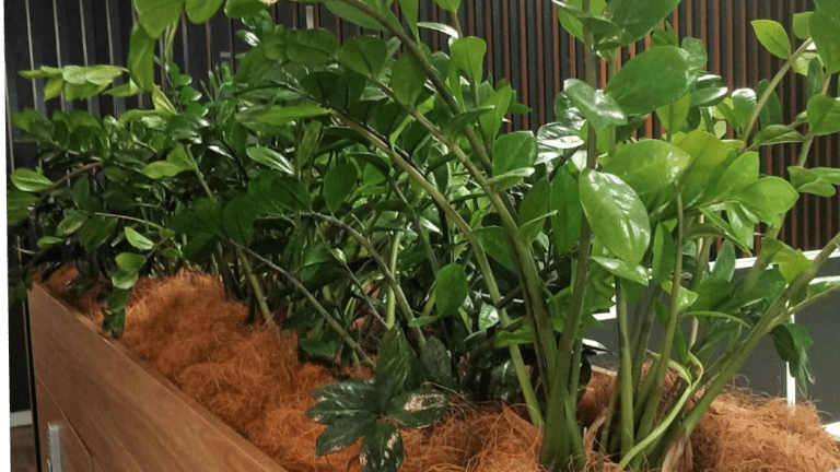 Office Planter Boxes in Sydney Installation | The Plant Man