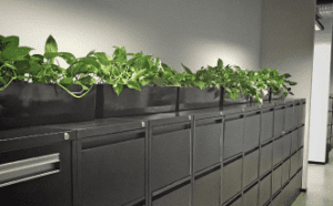 Office Planter Boxes in Sydney Installation | The Plant Man
