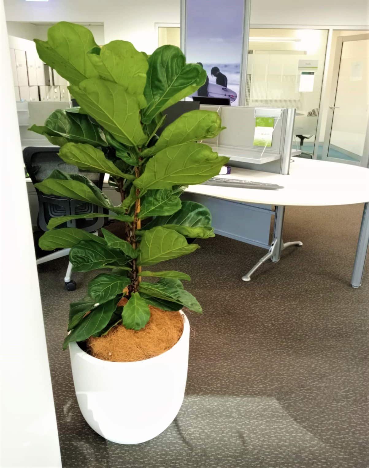 How to Plan an Office Plant Fit Out | The Plant Man