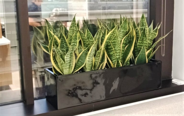 A Guide for Choosing the Right Planter Box for Your Office - The Plant Man