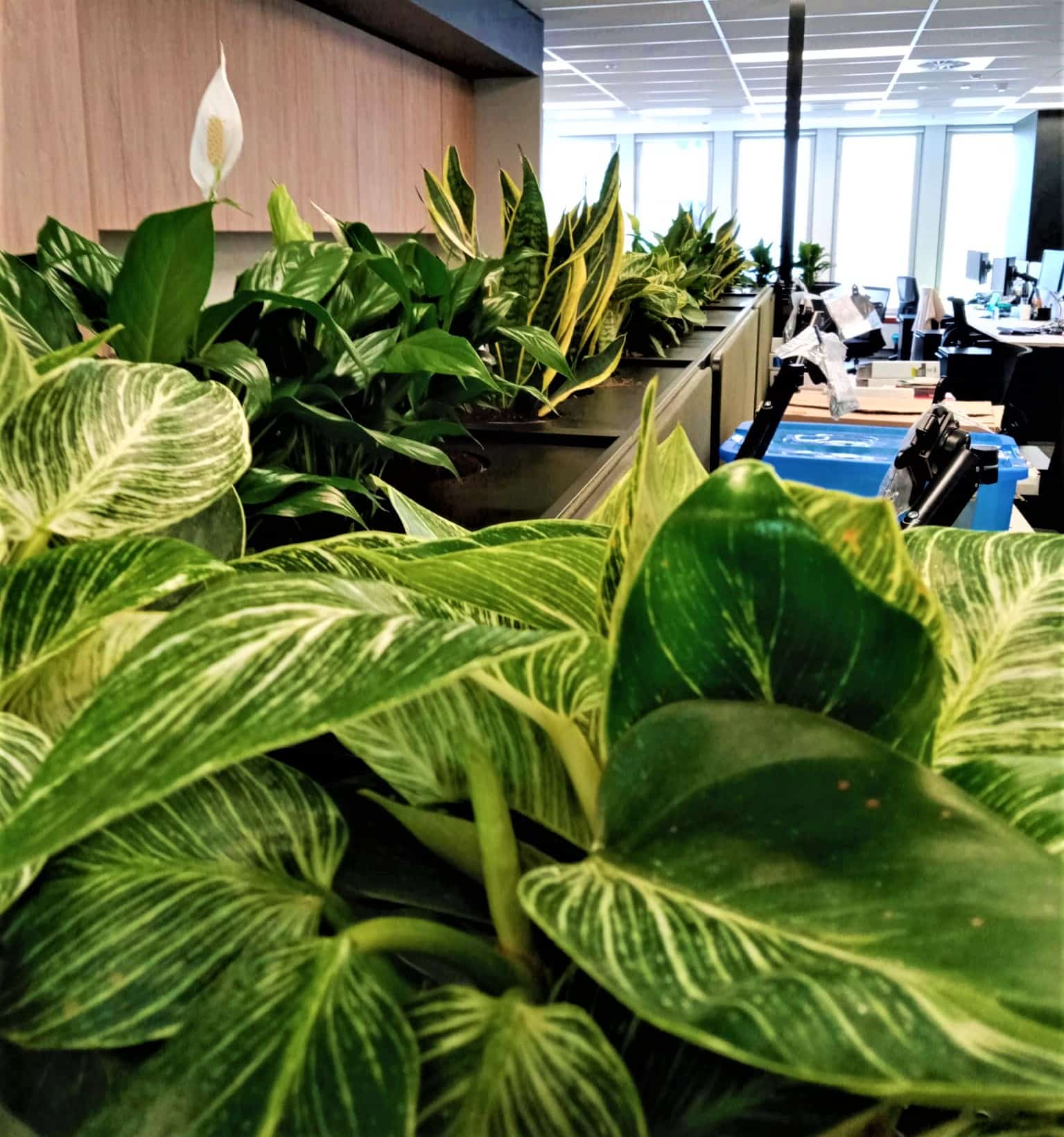 What Is The Green Star Rating System? | The Plant Man