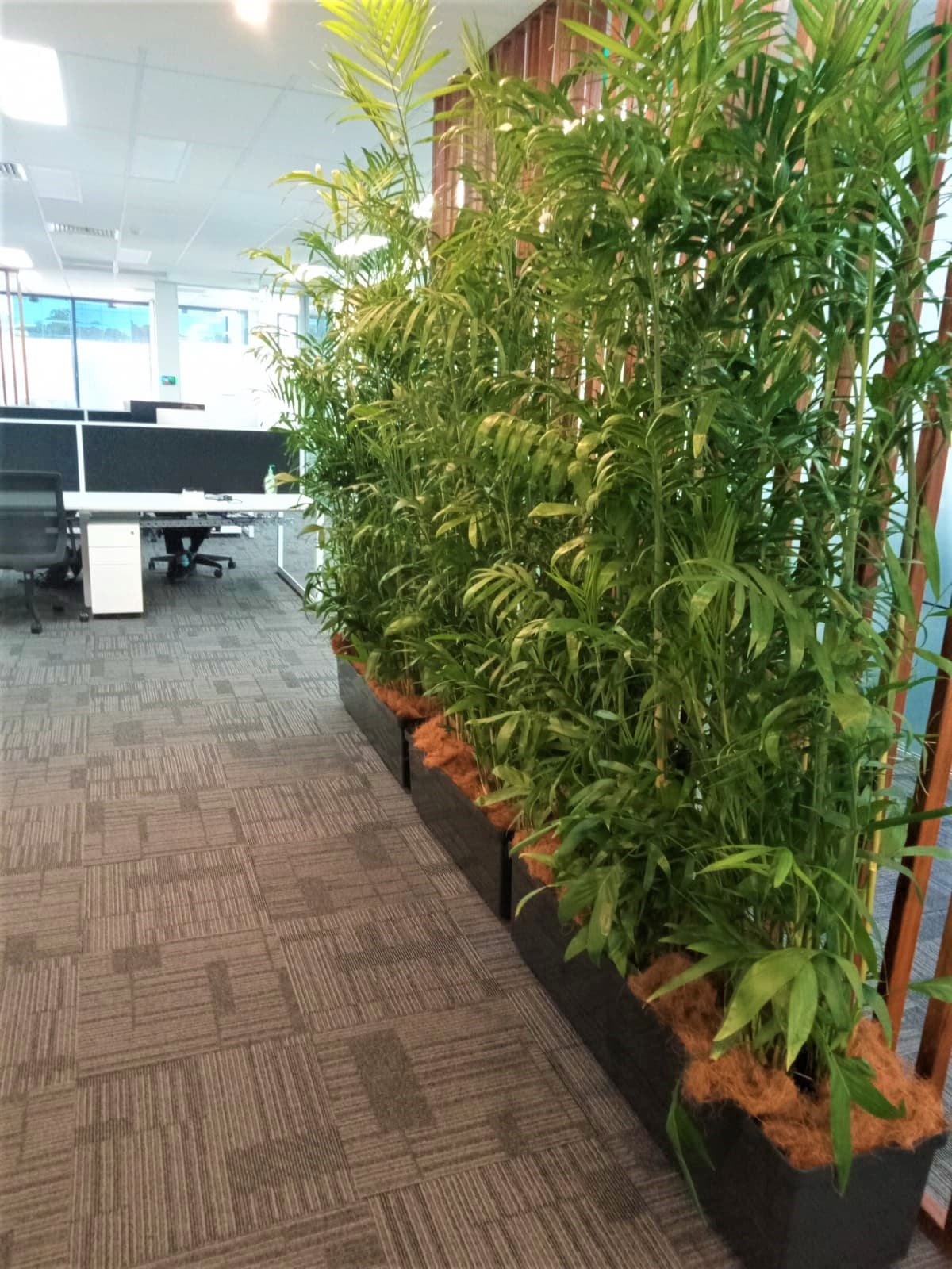 5 Reasons Why Plants Make Great Office Room Dividers