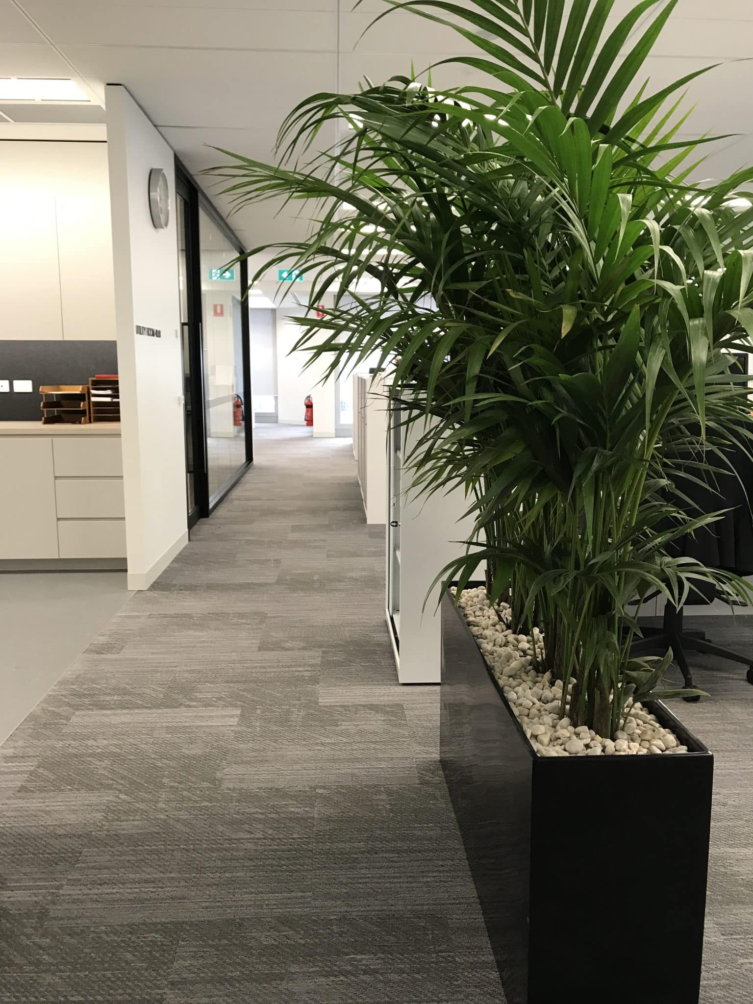 How Plants Can Block Noise And Absorb Sound | The Plant Man