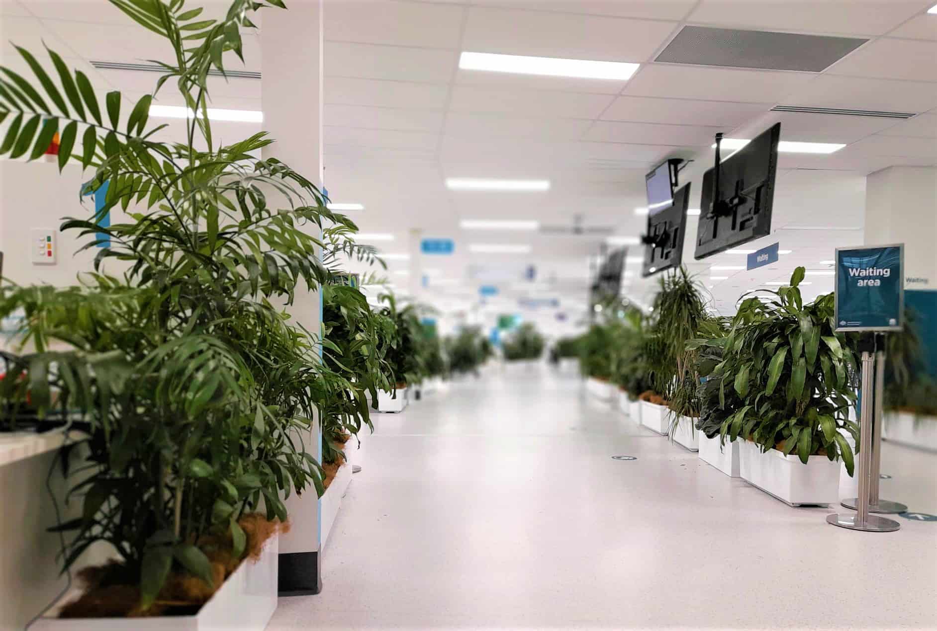 How Plants Improve Office Productivity & Creativity