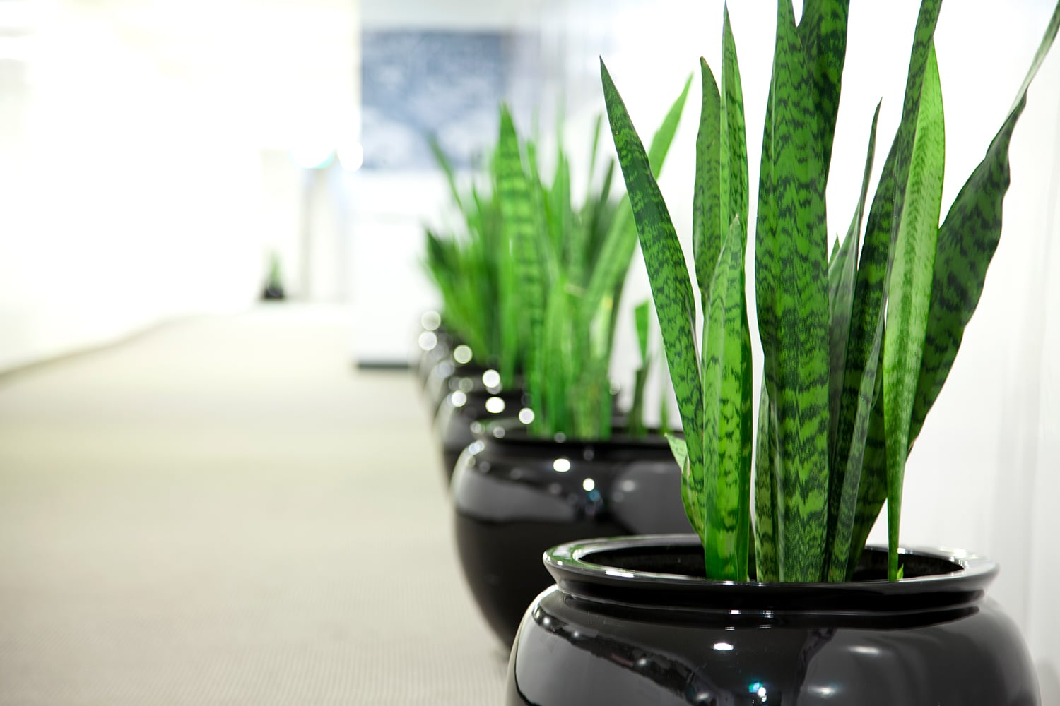 Snake Plant Care: Everything You Need To Know | The Plant Man