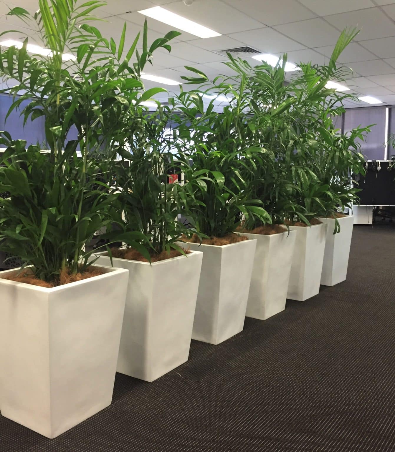 Transform Your Office Space with Plant Partitions