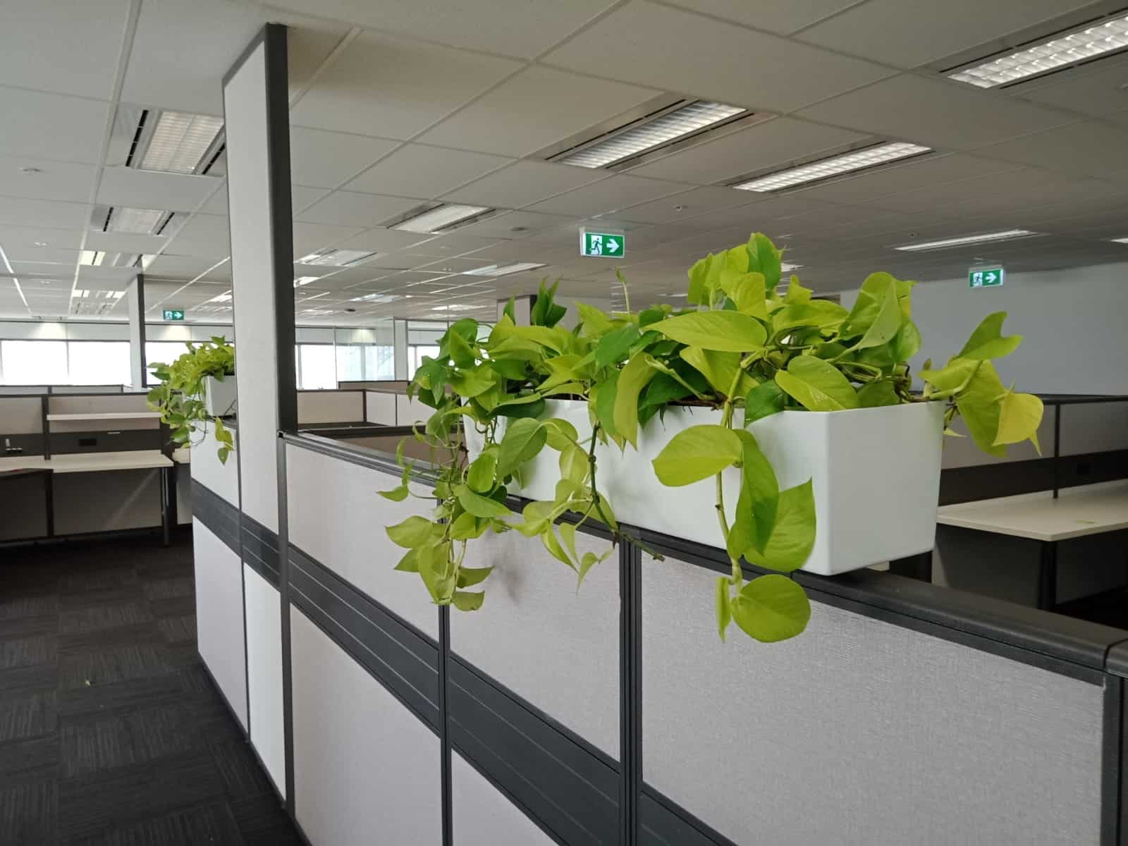 Transform Your Office Space with Plant Partitions