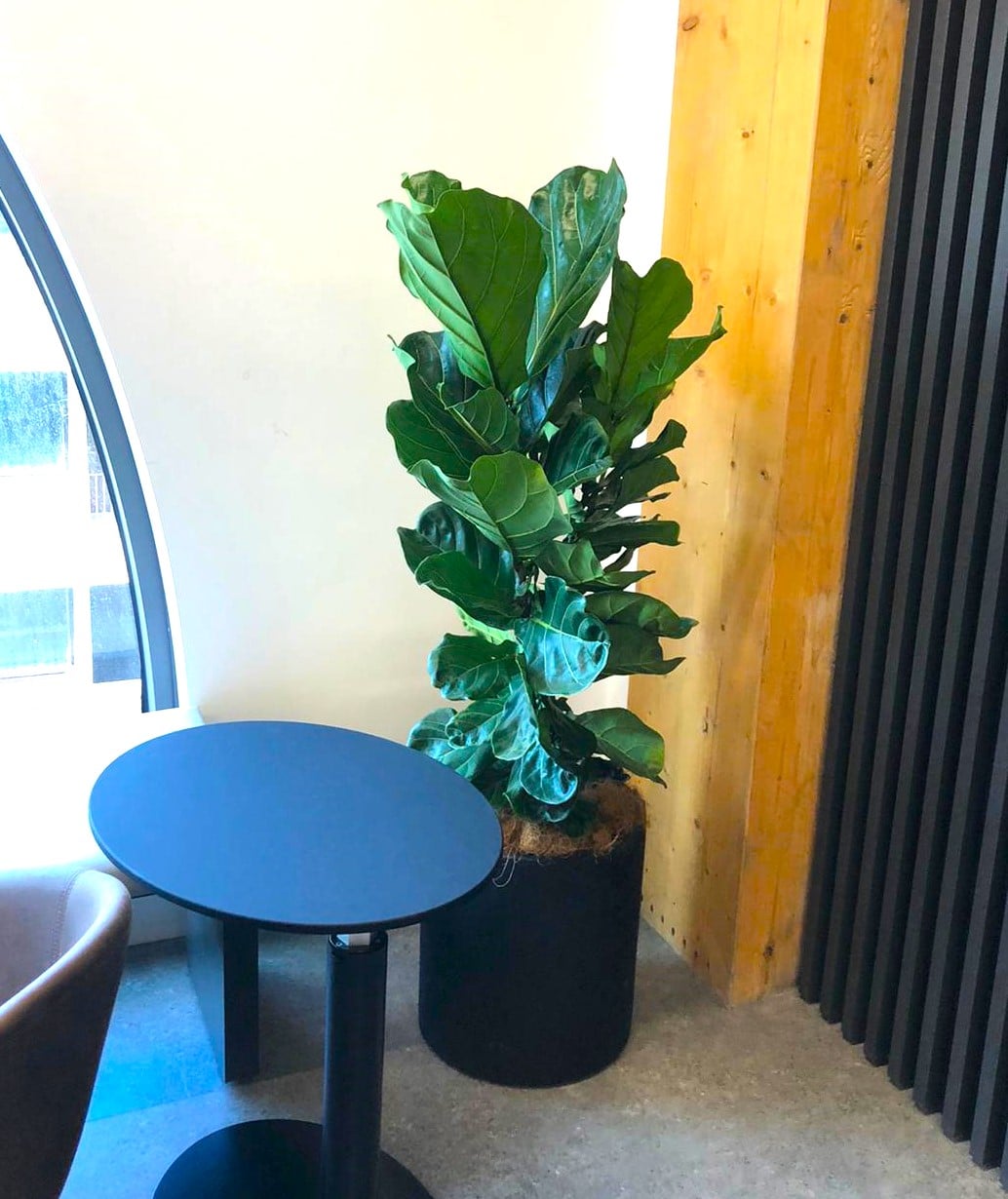 5 Tips for Creating a Sustainable and Greener Workplace
